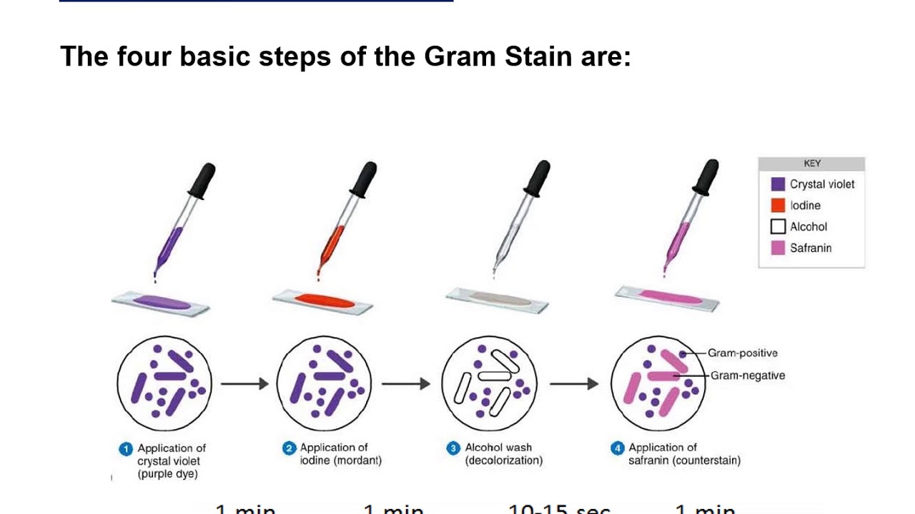 Basic Staining Techniques Principles Of Different Staining Techniques