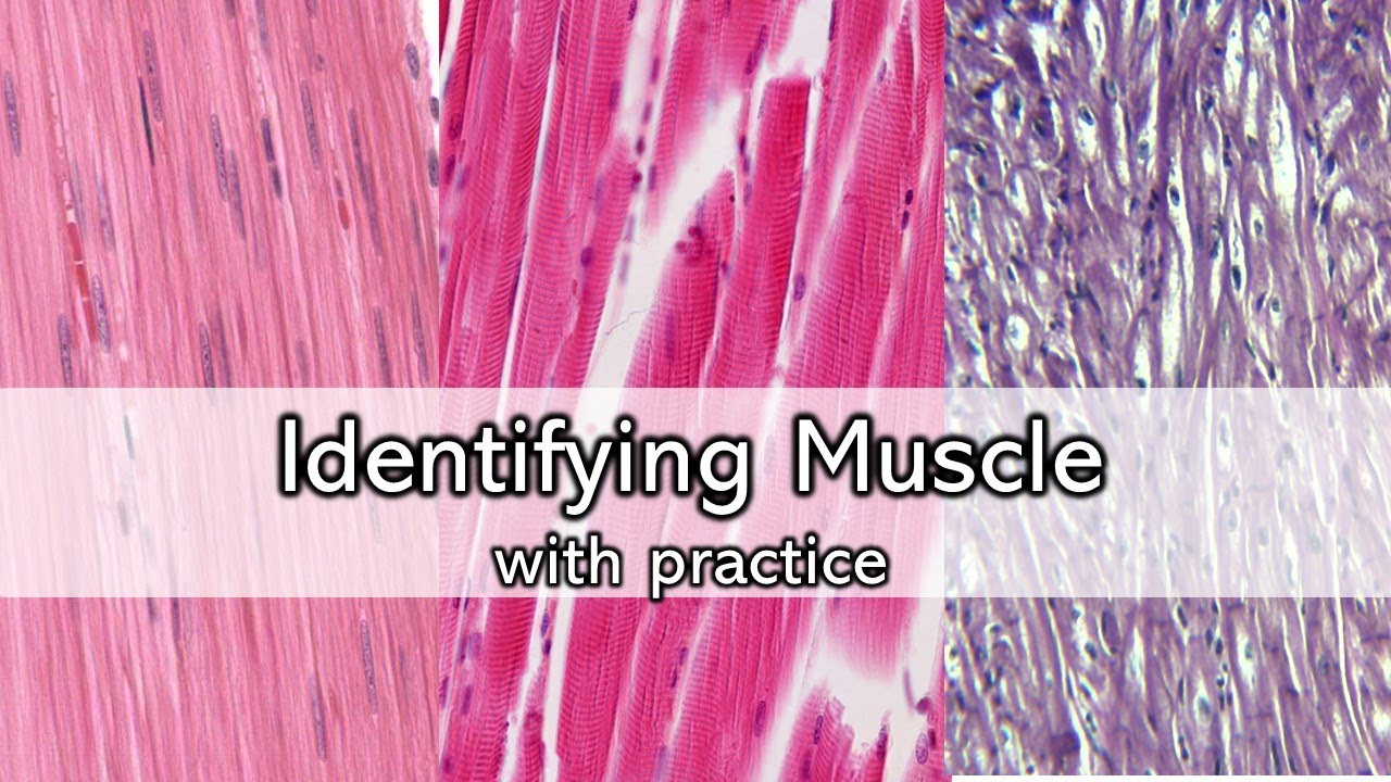 The Secret To Muscle Growth See Microscopic Anatomy In Action