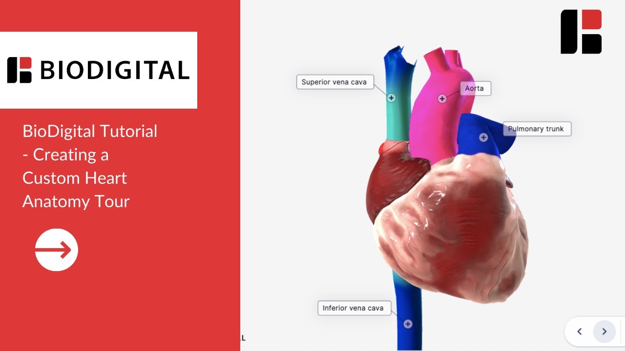 Biodigital Tutorial Creating A Custom Heart Anatomy Tour Youtube