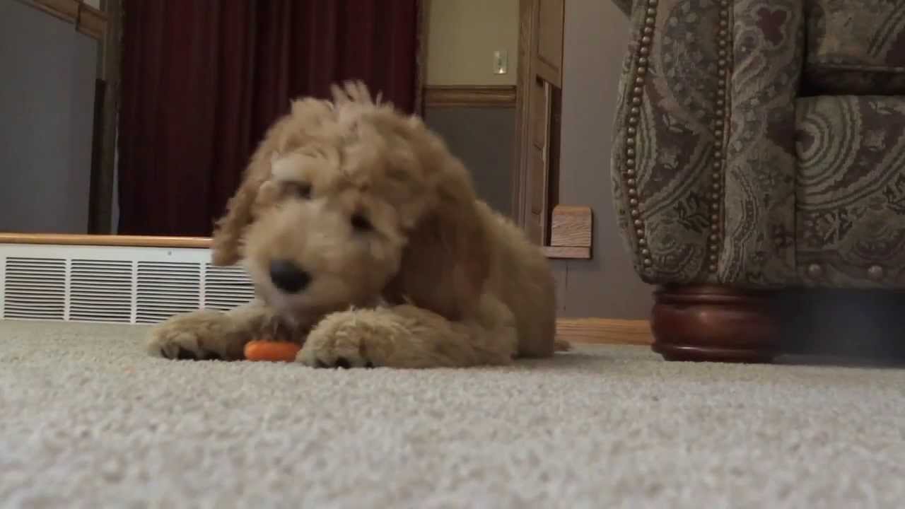 Cutest Goldendoodle Puppy Youtube