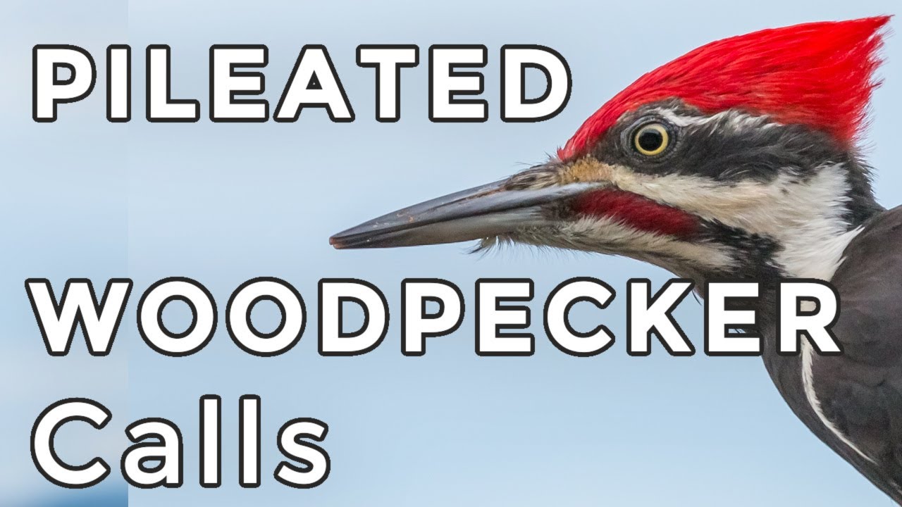 Pileated Woodpecker Calls Learn 4 Common Sounds Including Their