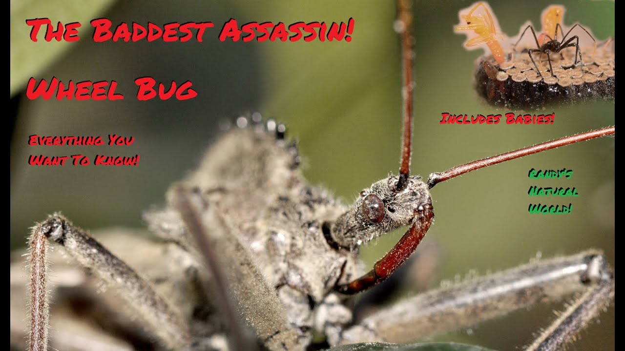Wheel Bug The Baddest Assassin Youtube