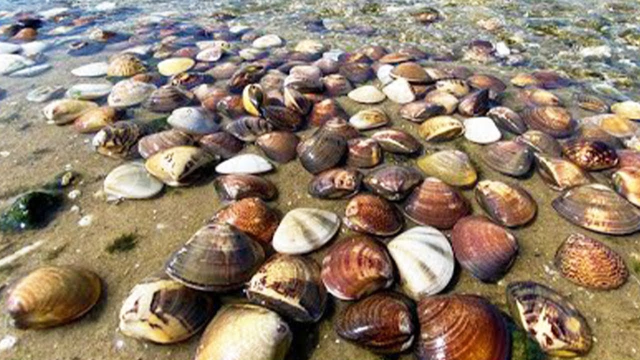 Hairy Clams Hairy Clams Nest After Nest Conch Sit In Rows Youtube