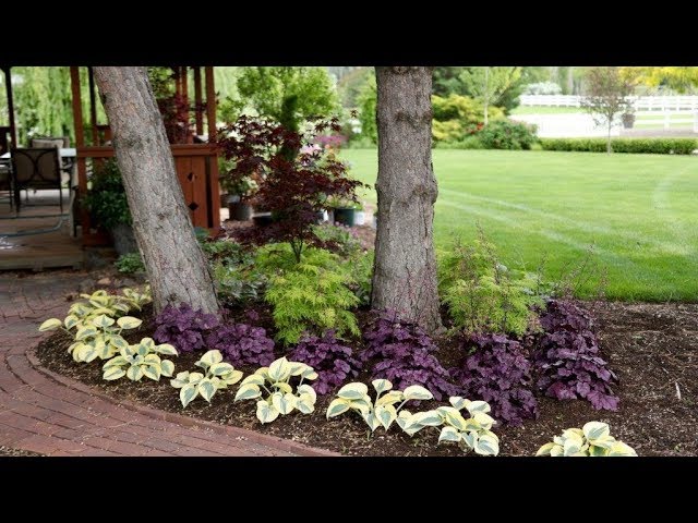 Planting Under Maple Trees