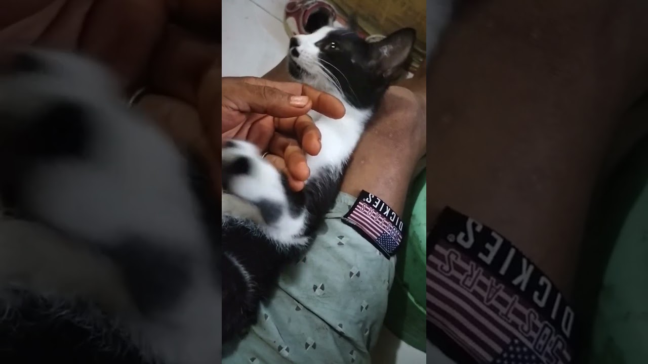 My Cat Loves Me Cat Caring Housepetscare