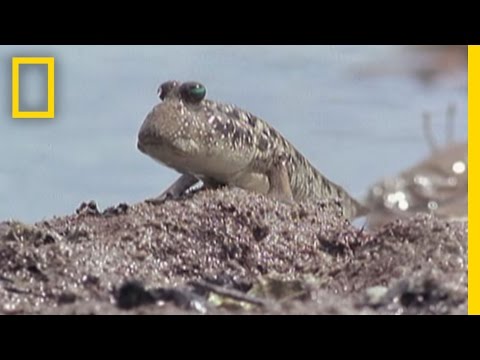 How Fish Evolved To Walk And In One Case Turned Into Humans