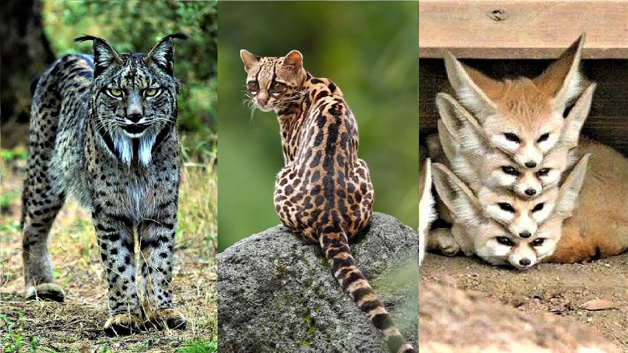 15 Beautiful Rare Animals You Won T Believe Actually Exist Youtube