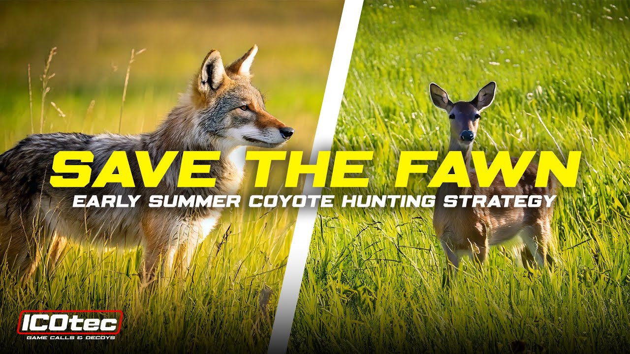 Save A Fawn Hunt Coyotes Early Summer Sound Strategy Session Youtube