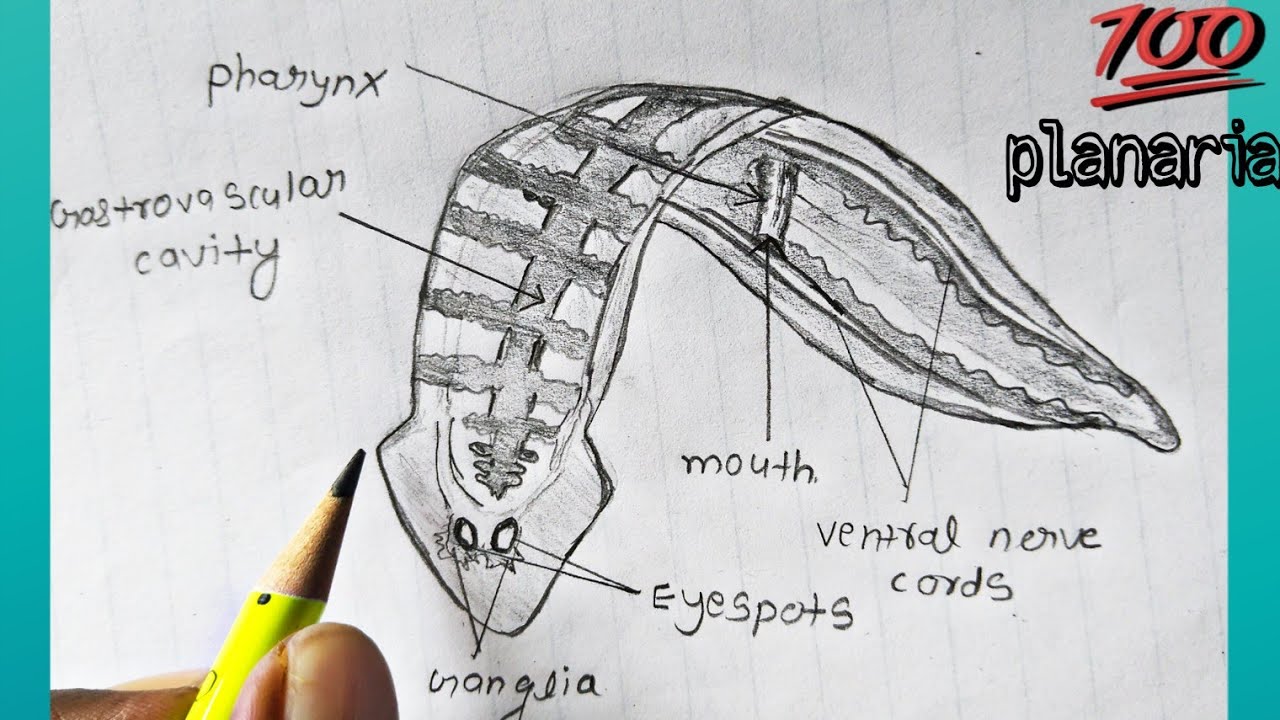 Planarian Diagram This Figure Depicts A Classic Planaria Regeneration