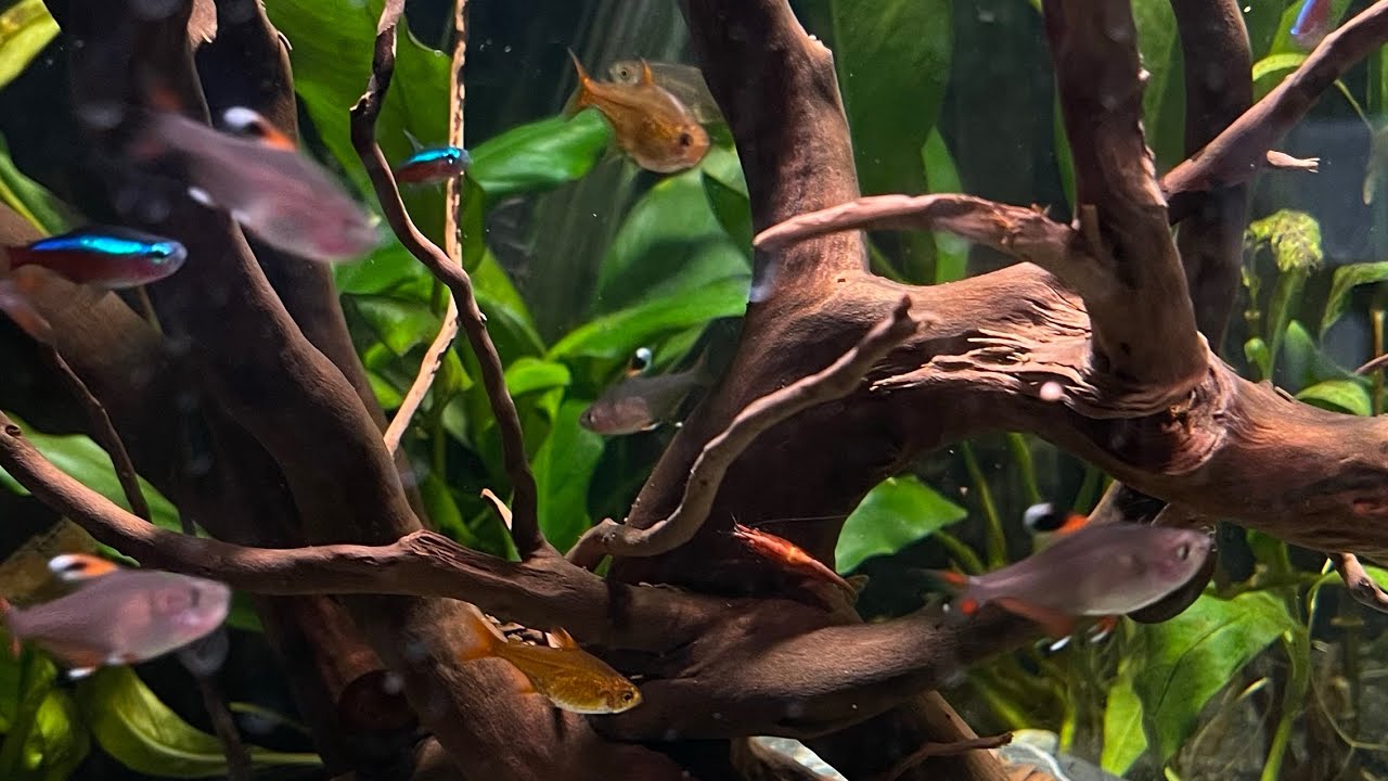 Daily Feeding Routine Youtube