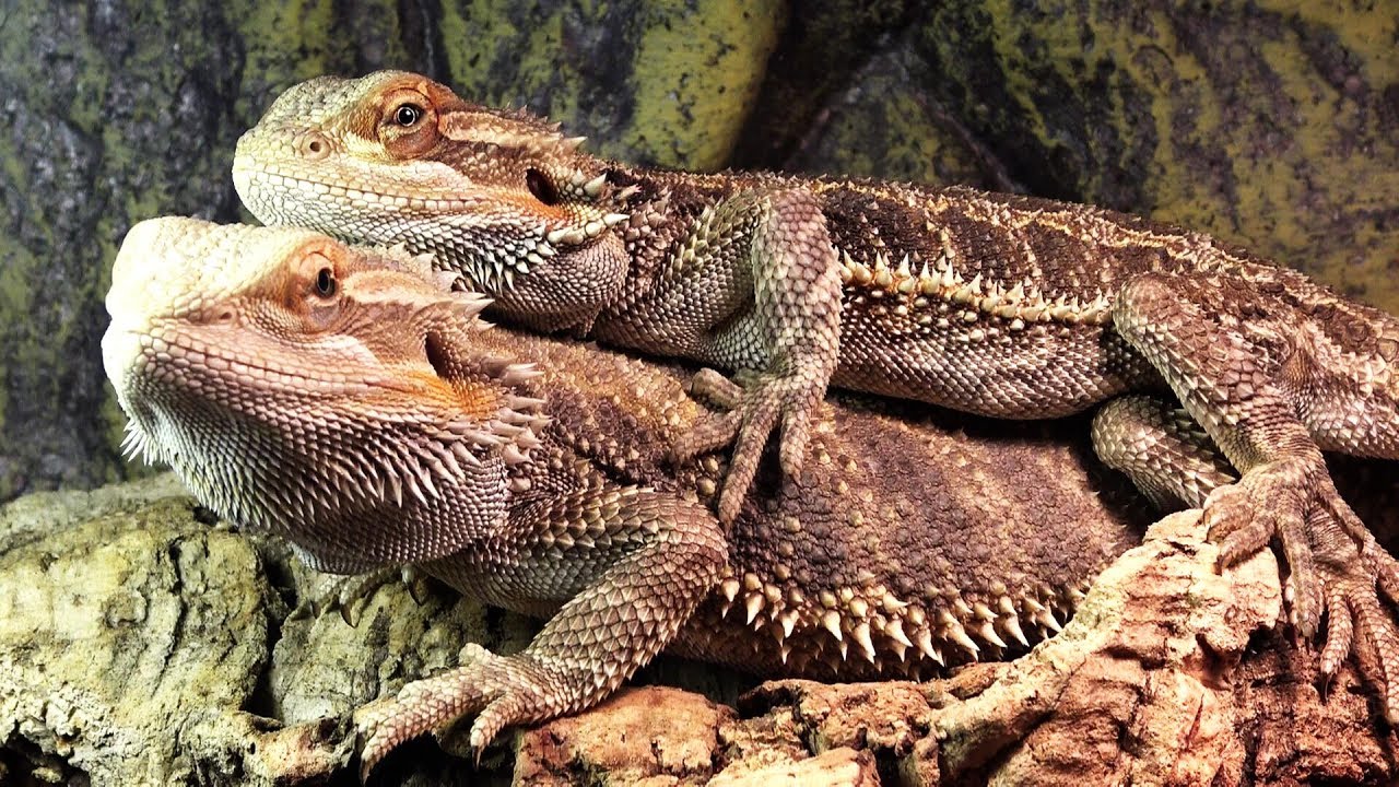 Bearded Dragons Mating