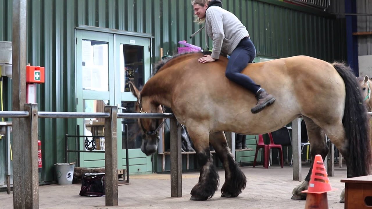 How To Easily Mount A Draft Horse Bareback Youtube
