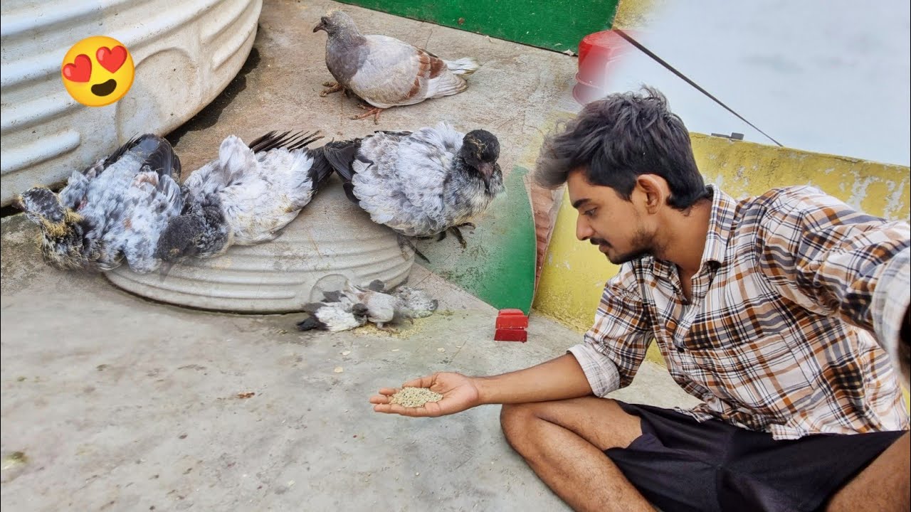 Breeding Update ёяшн Youtube