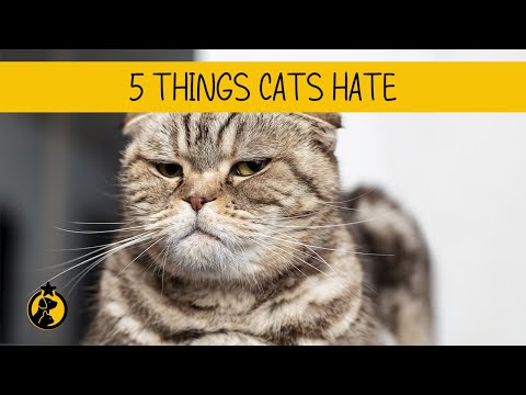 Five Things Cats Hate Avoid Number Four At All Costs Video