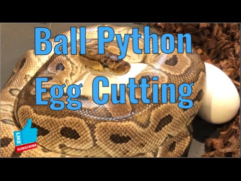 Ball Python Egg Cutting Youtube