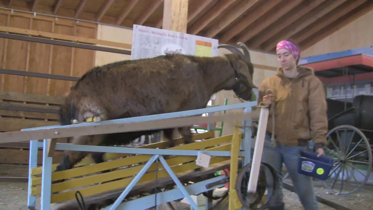 Making Butter With A Goat Treadmill Youtube