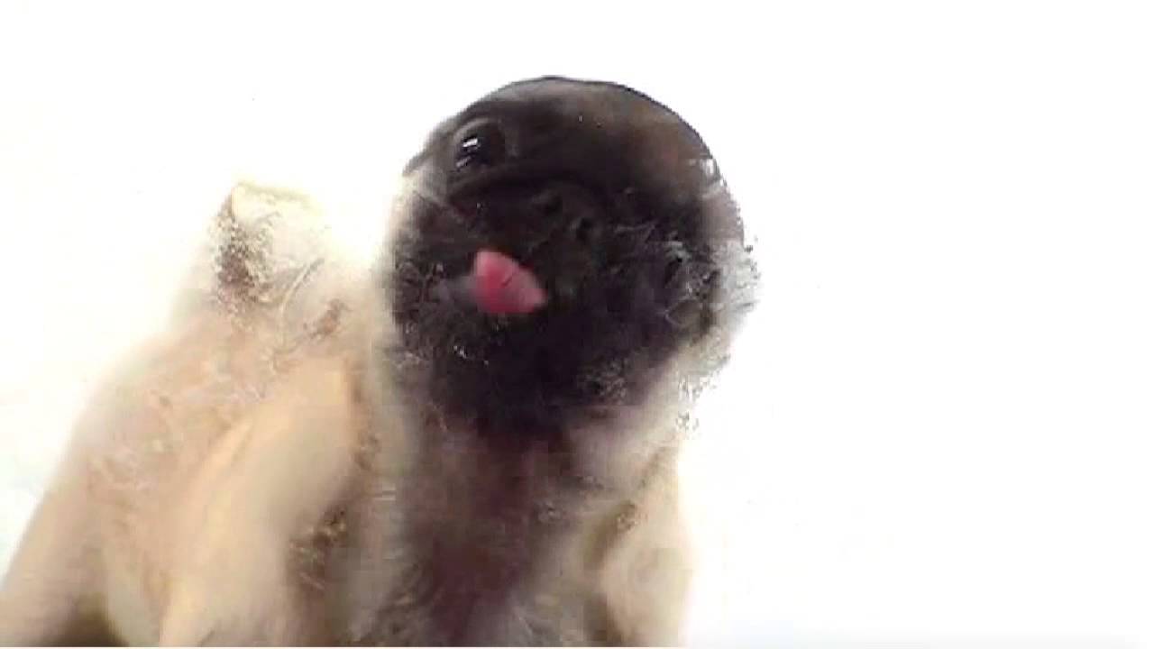 Cutest Pug Licking Your Screen Youtube