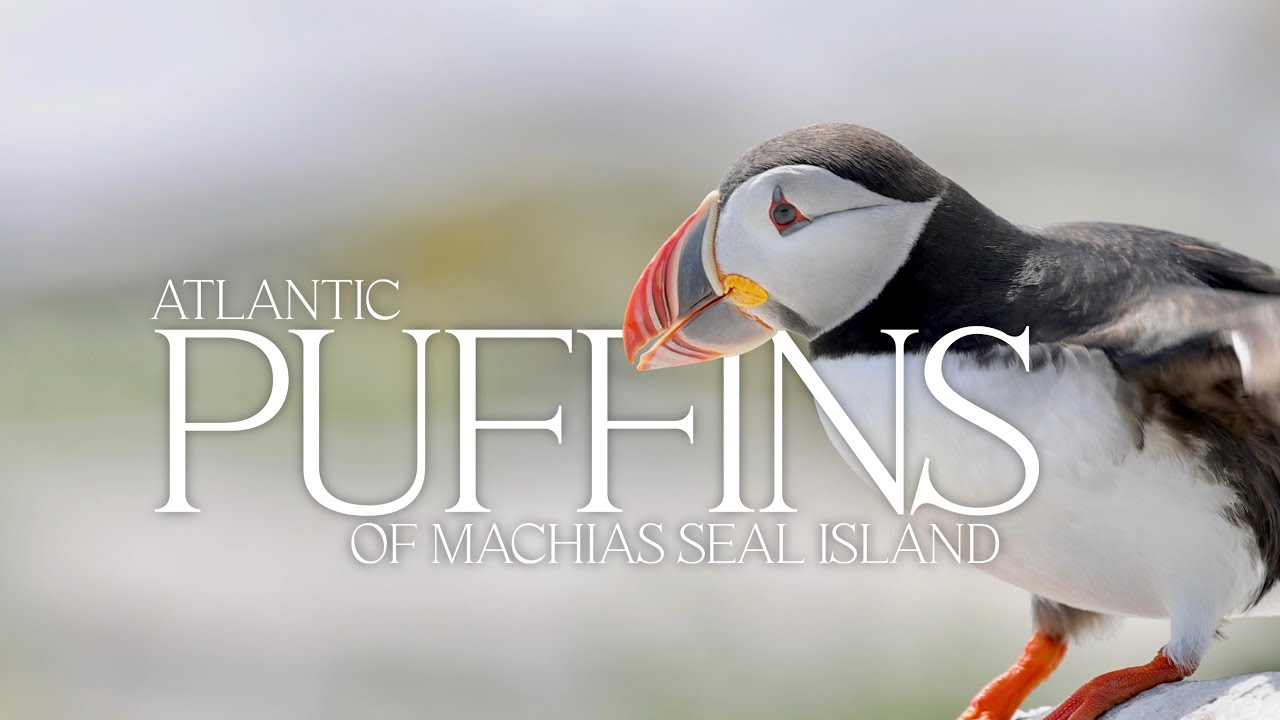 Atlantic Puffins Of Machias Seal Island Wildlife Documentary Short