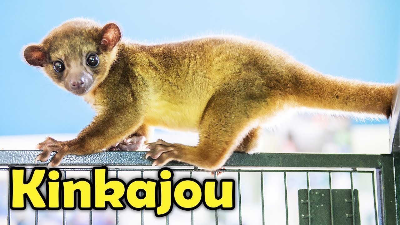 What Is A Kinkajou 13 Cute Facts About The Honey Bear Youtube