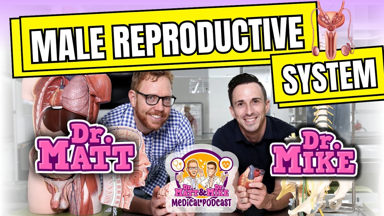 Male Reproductive System Podcast Youtube