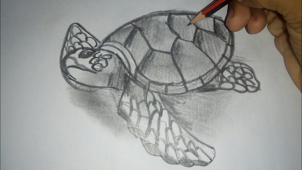 How To Draw A Baby Sea Turtle Youtube