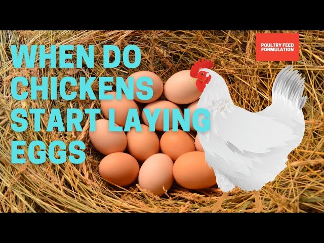 How Do Chickens Lay Eggs What Chickens Lay Brown Eggs Ifa S Helping