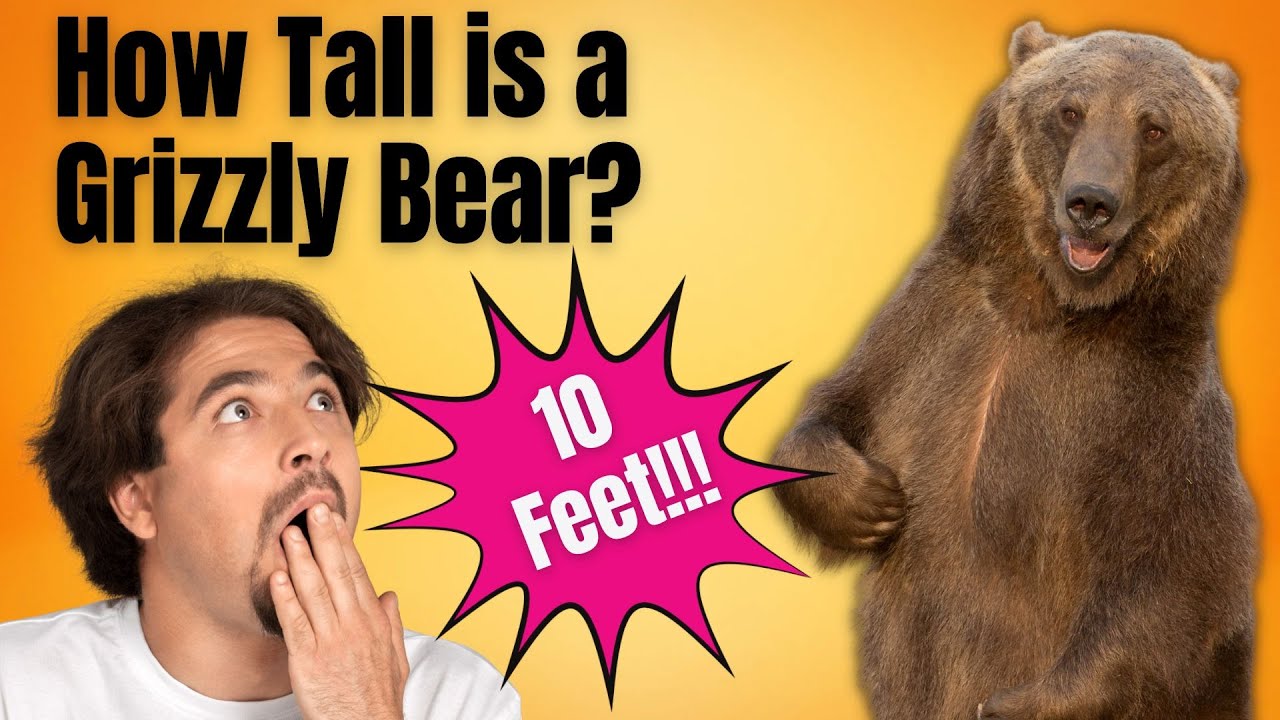 Average Height Of A Grizzly Bear Standing Up