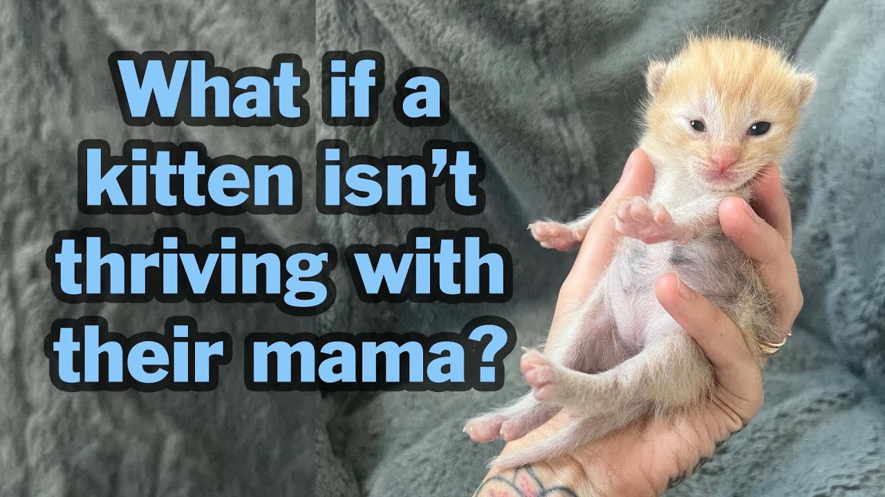 How To Help Mama Raised Kittens Thrive How And When To Step In Cat