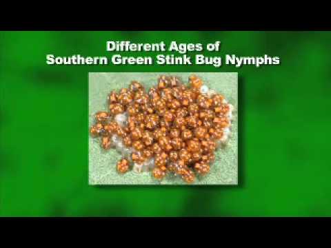 Stink Bug Control Msu Extension Service Youtube