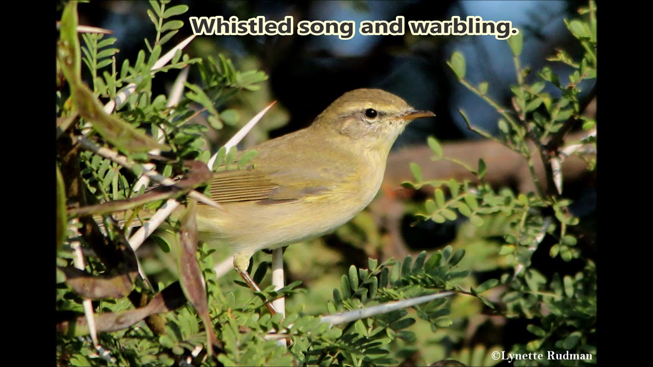 Willow Warbler Song Youtube