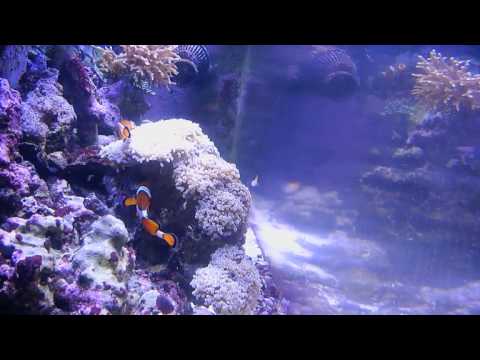 Reef Youtube