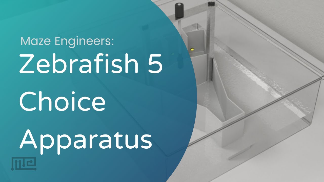 Maze Engineers Zebrafish 5 Choice Apparatus Youtube