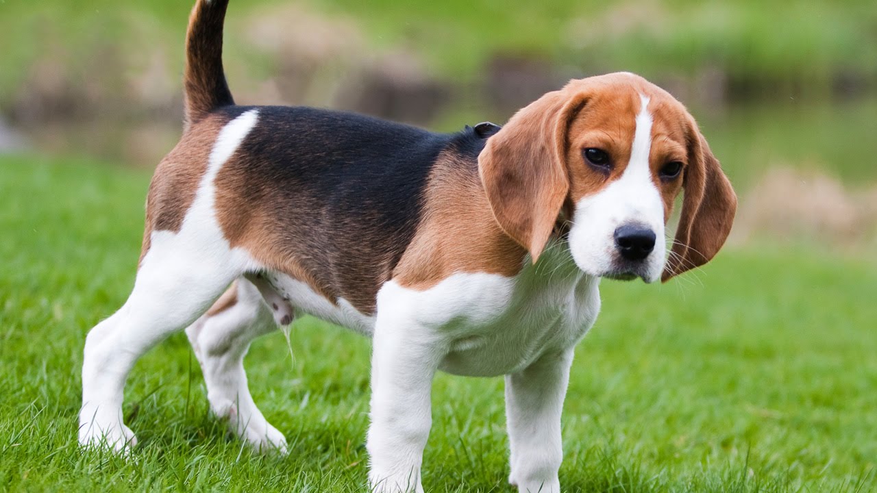 Beagle Facts Youtube