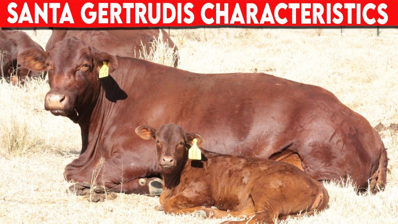 тнх Cattle Breeds Santa Gertrudis Characteristics Cattle Santa Gertrudis