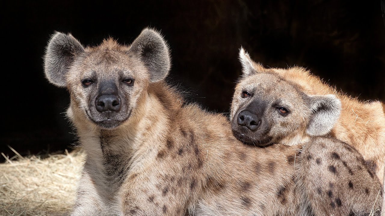 Spotted Hyenas Documentary Wild Planet Youtube
