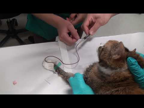 Venipuncture Cephalic Vein In Cat Youtube