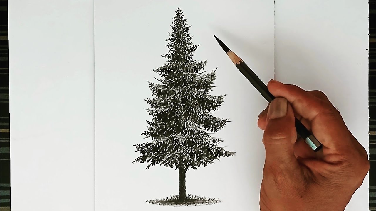 How To Draw A Pine Tree With Pencil Step By Step Drawing For Beginners