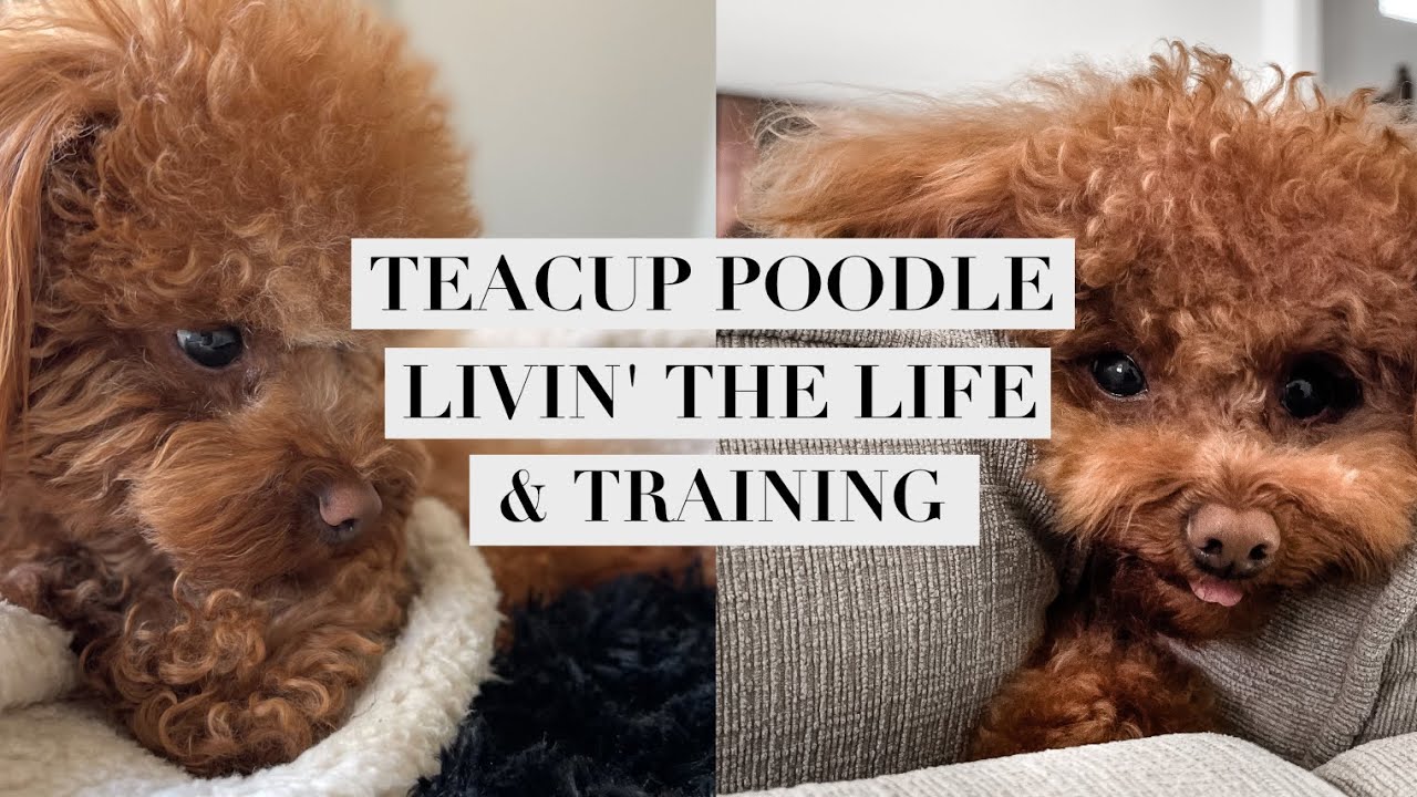 Playful Teacup Poodle Living The Life Training Male Teacup Poodle Puppy Youtube