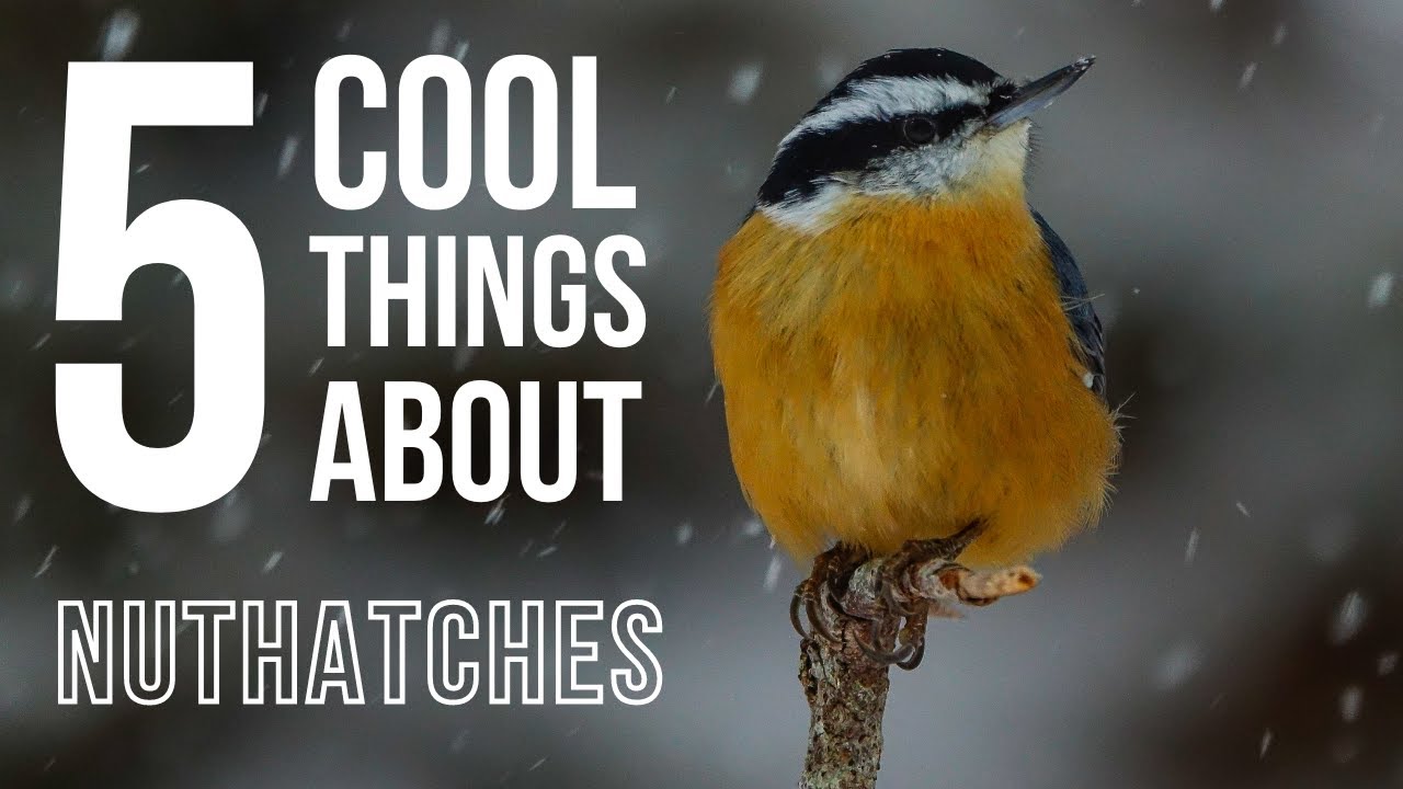 5 Cool Things About Nuthatches Youtube