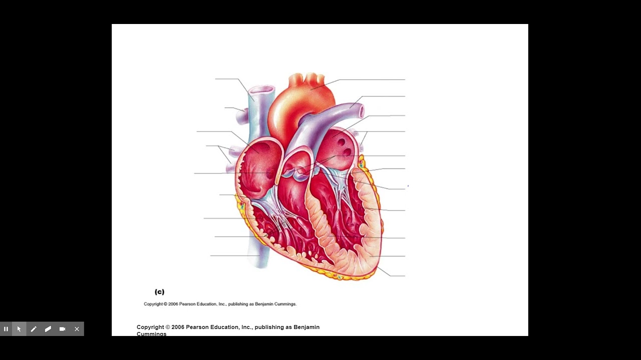 2 Chapter 11 Cardiovascular Heart Chambers Valves And Circulation