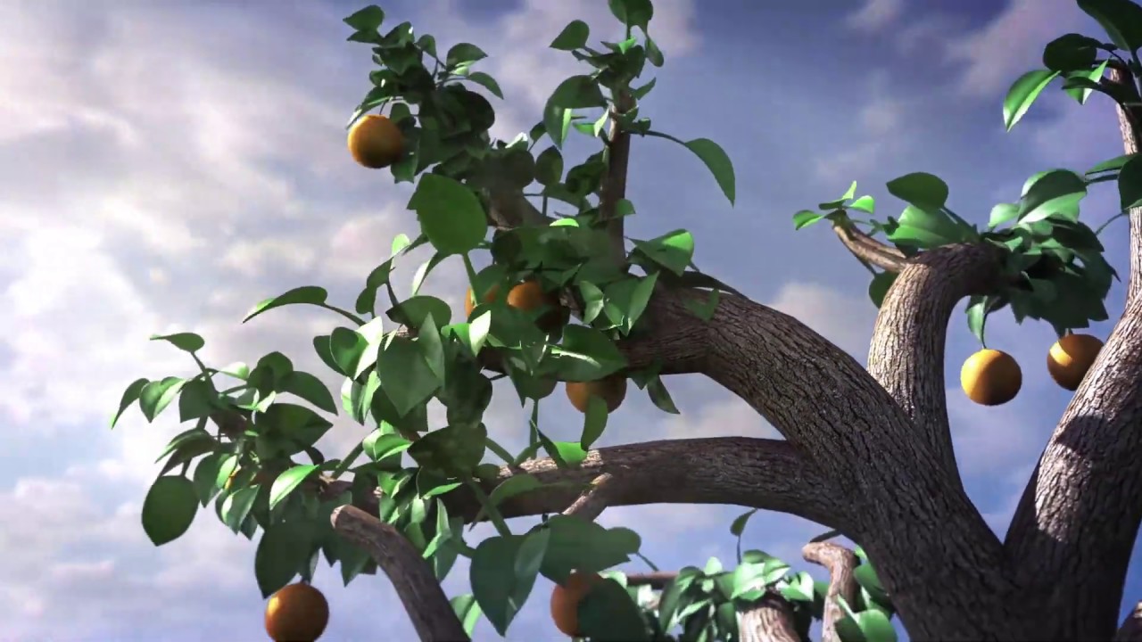 Growing Tree 3d Animation Short Version Youtube