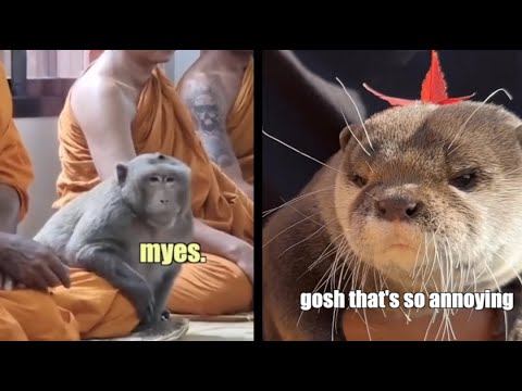 Monkey Teaches Class Youtube