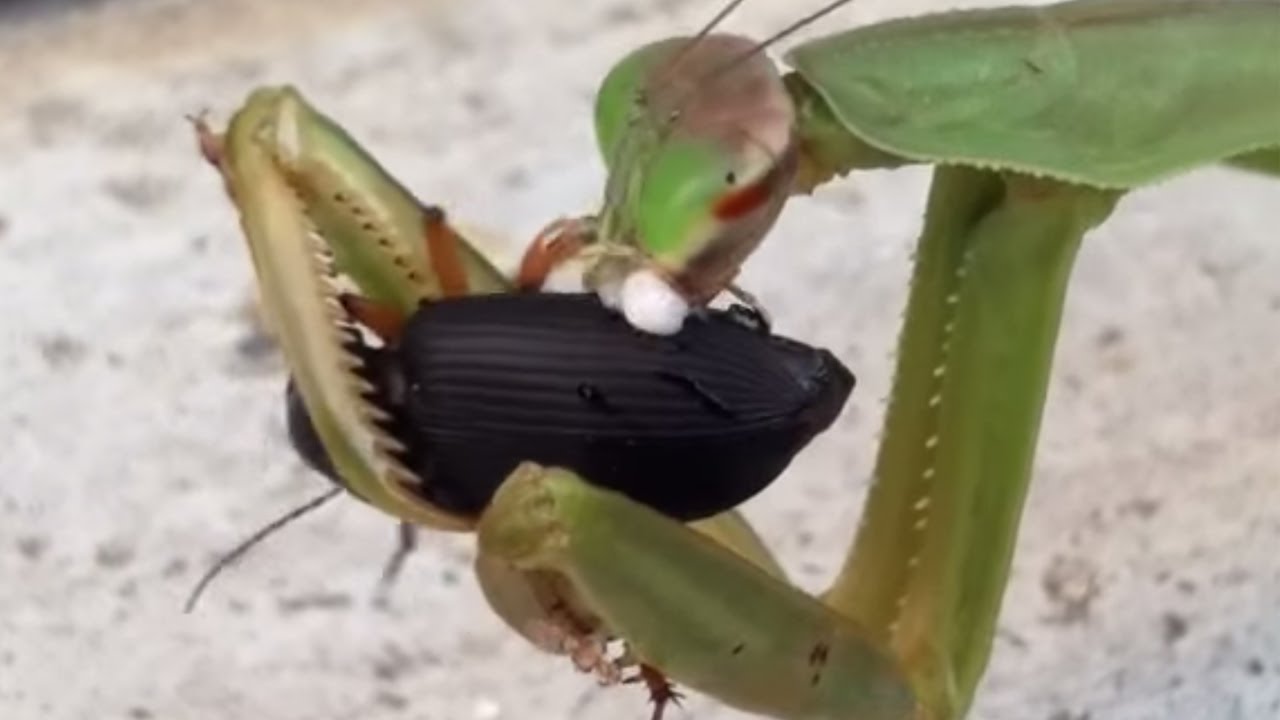 Praying Mantis Vs Beetle Youtube