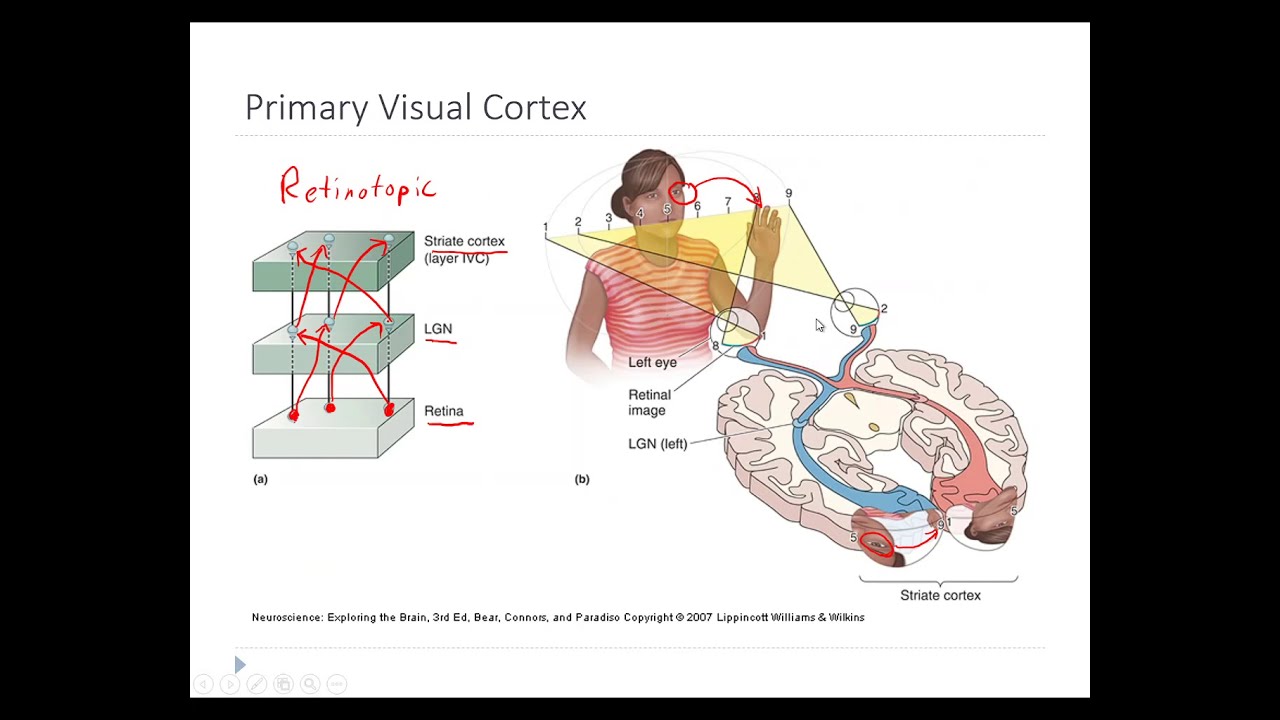 Primary Visual Cortex The Brain From Top To Bottom