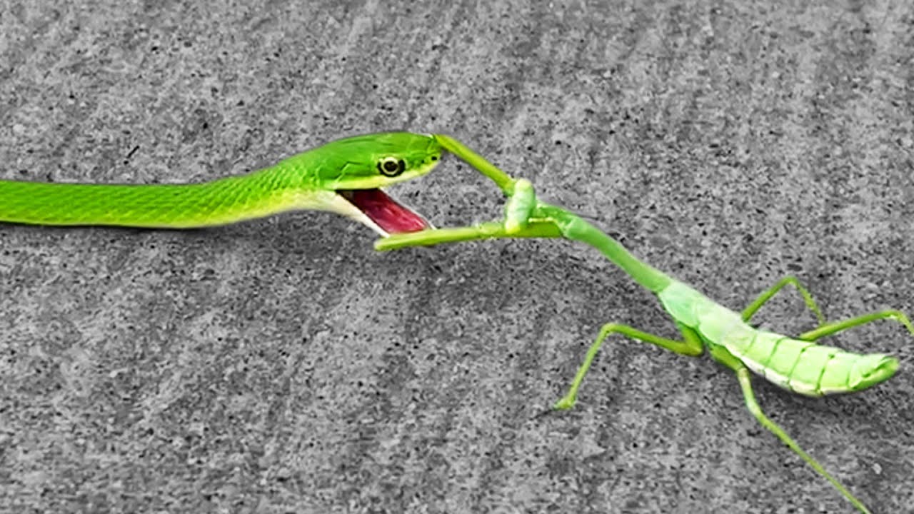 Praying Mantis Fights Off Snake Youtube