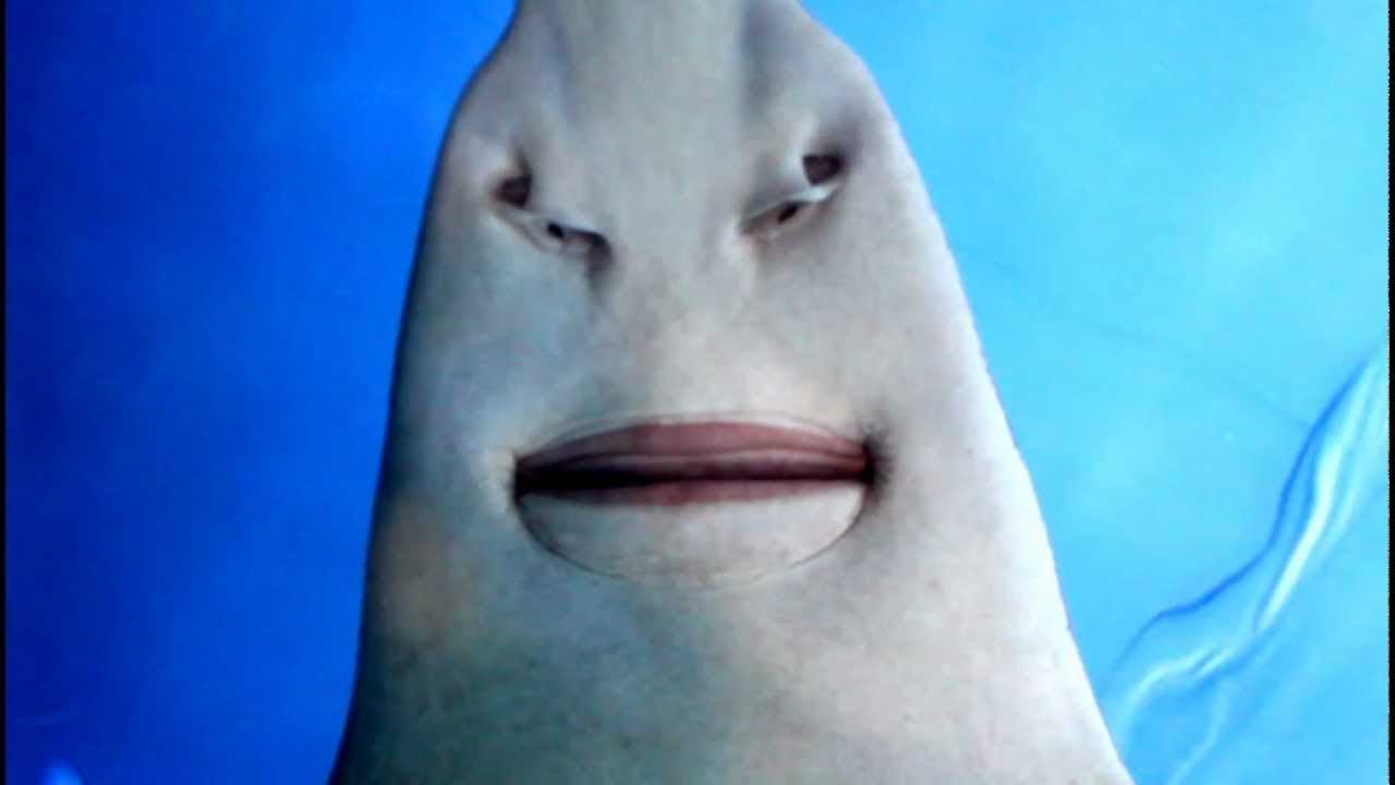 Ween Ocean Man Cover Youtube