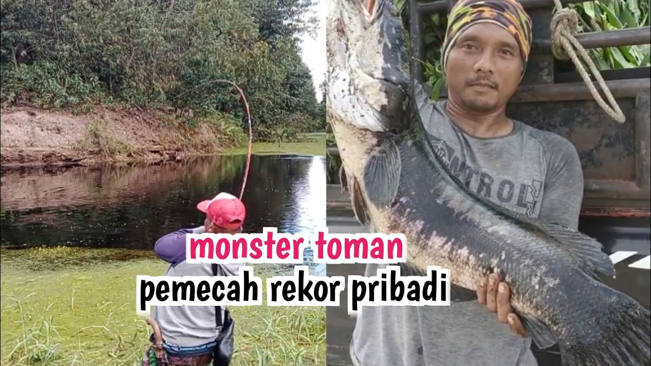 Toman Monster Sang Pemecah Rekor Casting Toman Youtube