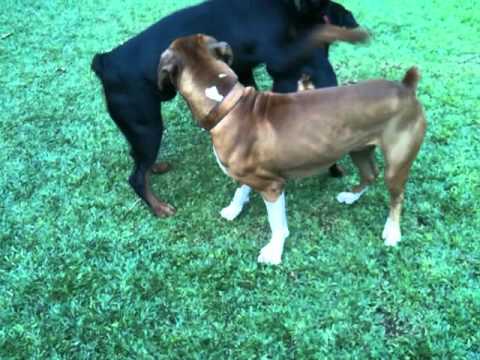 Rottweiler Dogfight Youtube