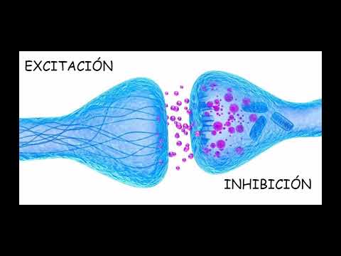 Neurología Excitación E Inhibición Youtube