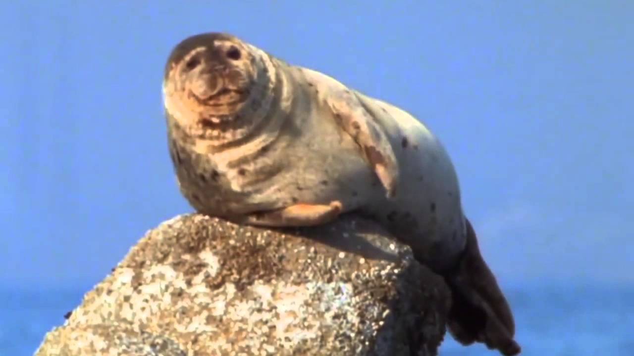 Bouncing Seals Turning Red At Kurt Riddle Blog